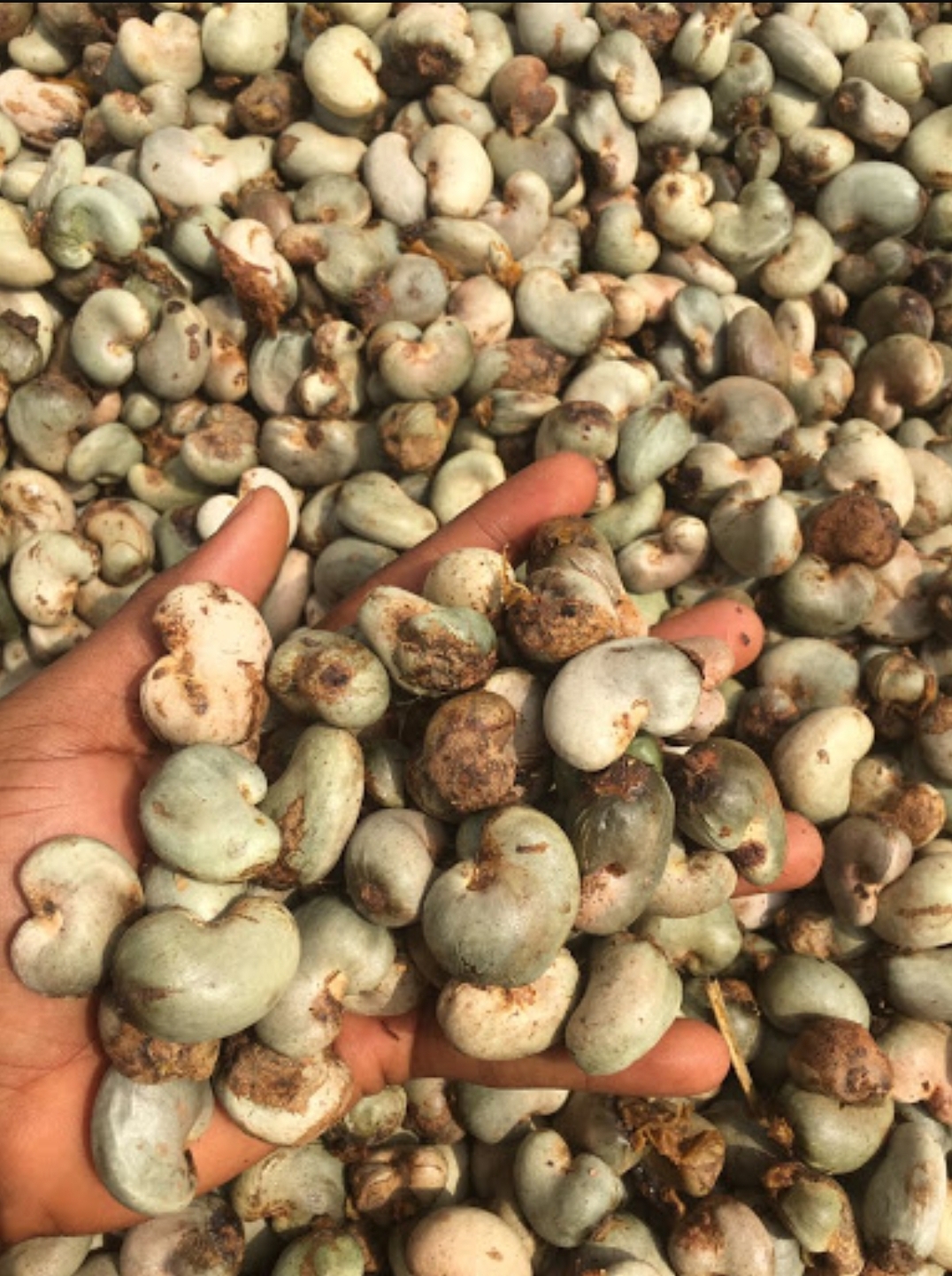 Raw Cashew Nuts - Etoluo Global